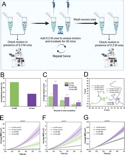 Enzyme Purification Improves The Enzyme Loading Self Propulsion And