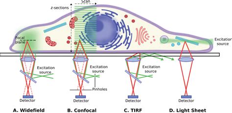 Super‐resolution Fluorescence Microscopy Methods For Assessing Mouse