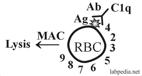 chapter 9 complement complement system