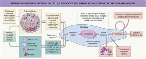Systemic Sclerosis Scleroderma And Related Disorders Plastic