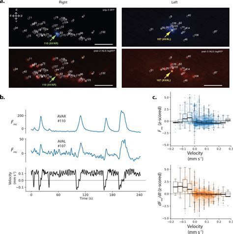 Decoding Locomotion From Population Neural Activity In Moving C