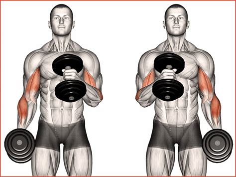 How To Do Hammer Curls And What Do Hammer Curls Work Old School Labs