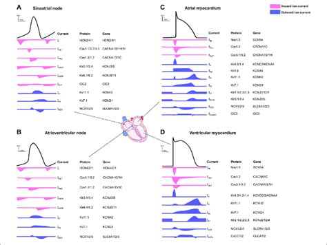 Action Potentials And The Contributing Ion Currents In Different