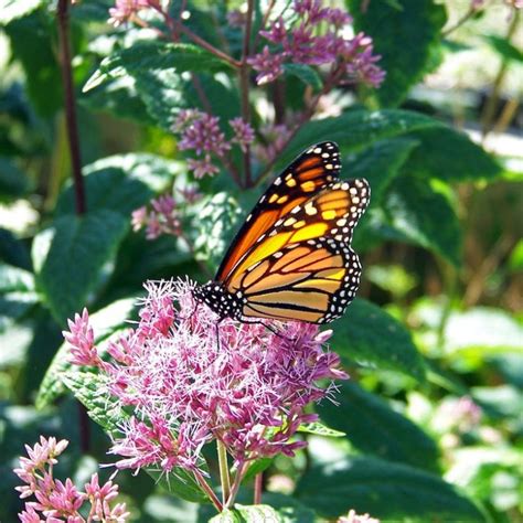 Monarch Butterflies And Milkweed A Mutually Beneficial Relationship