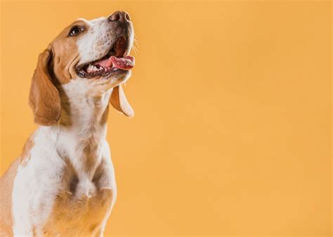 Retrato De Cachorro Feliz Com Espaço De Cópia Foto Premium