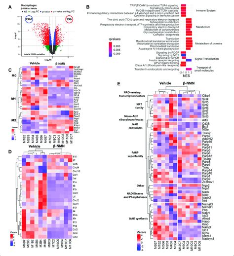 Identification Of Differentially Expressed Genes In Peritoneal