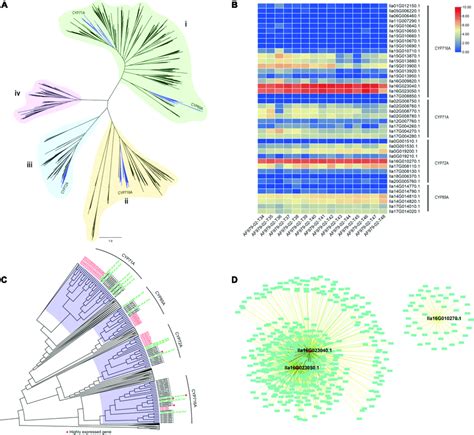 Transcriptomes Of Ilex Latifolia Leaves At Five Developmental Stages