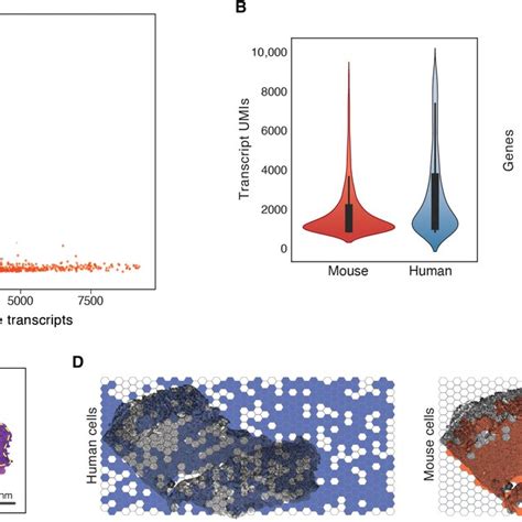 Spatially Resolved Single Cell Transcriptomes Captured From Tissue A