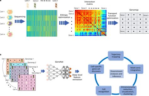 Deep Analysis Of Scrna Seq Data By Using Genomap And Genonet A Workflow