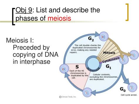 Ppt Section 8 3 Meiosis Powerpoint Presentation Free Download Id