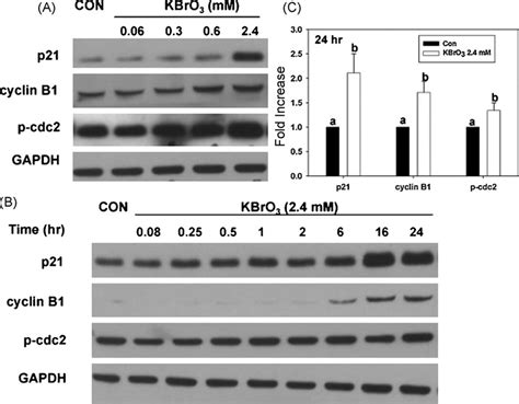 Effect Of Bro3 − On Cyclin B1 P Cdc2 And P21 Expression In Hek293
