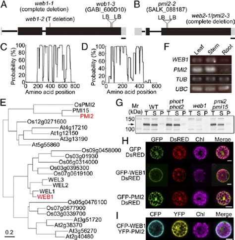 Identi Fi Cation And Subcellular Localization Of Web1 And Pmi2 A And