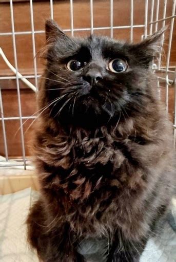 モフモフの黒猫さんです♪ ルル 名古屋の猫の里親募集｜ジモティー