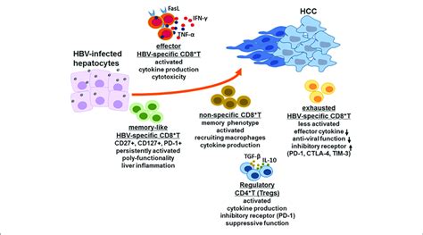 Cd8 T Cell Response In Hbv Related Hcc In The Hbv Infected