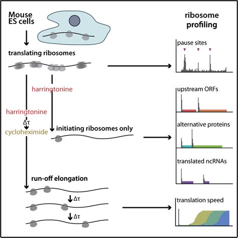Ribosome Profiling Of Mouse Embryonic Stem Cells Reveals The Complexity
