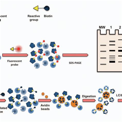 Basics Of Activity Based Protein Profiling Abpp A Schematic Of Abpp