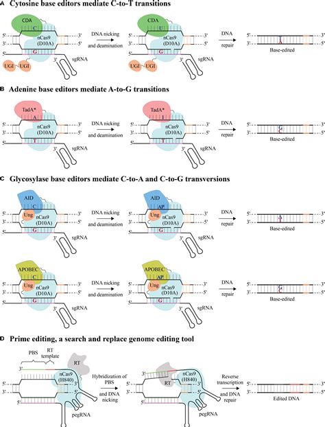 Frontiers Advances In Genome Editing With Crispr Systems And