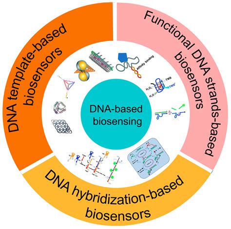 Biosensors Free Full Text Dna Based Biosensors For The Biochemical
