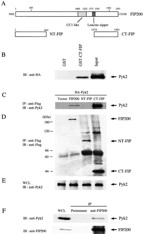Association Of Pyk2 With Fip200 Cooh Terminal Fragment A A Schematic
