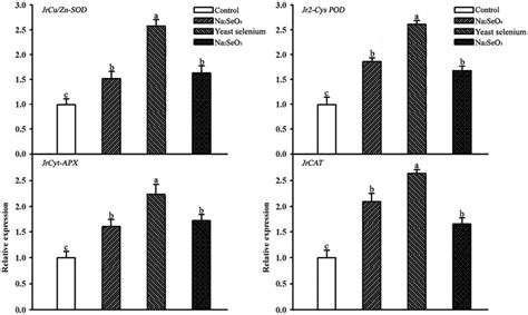 Phyton Free Full Text The Physiological And Molecular Responses Of
