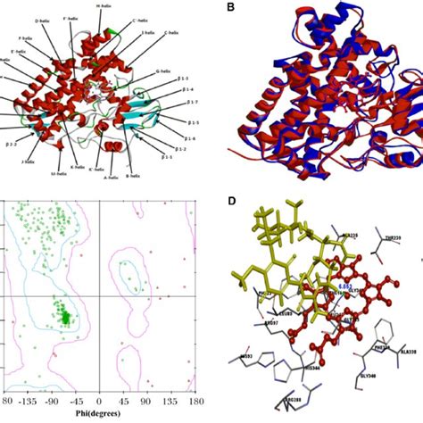 Model Validation And Ligand Docking Download Scientific Diagram