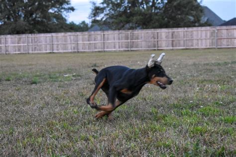 Bronxxgyngerphotos Indah Lux Dobermans