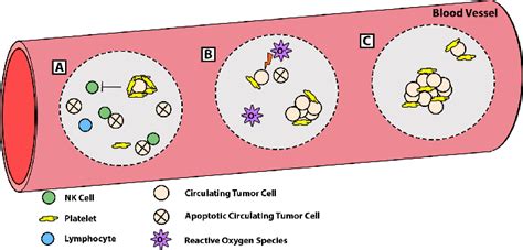 Feature Of Ctcs In The Circulation Ctcs That Have Accessed The