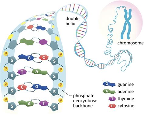 Nucleic Acids Structure And Function