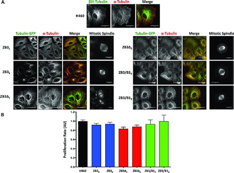 Modification Of The βiii Tubulin C Terminal Tail Does Not Affect The