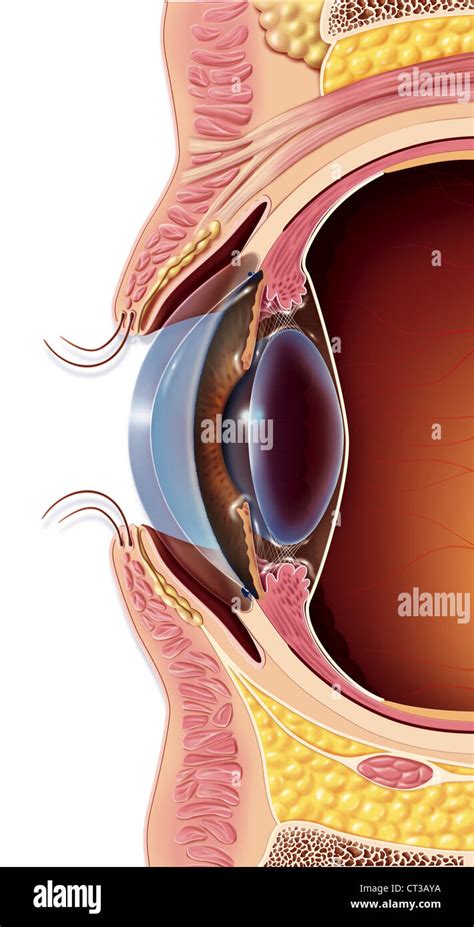 Anatomía Del Ojo Humano Ilustración Vectorial Vector De
