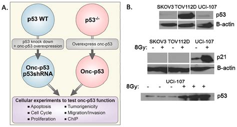 Ijms Free Full Text The Consequence Of Oncomorphic Tp53 Mutations