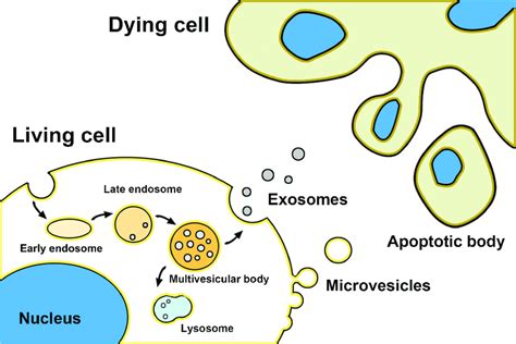 Schematic Representation Of Evs Biogenesis Download Scientific Diagram