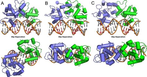 Modeling Of The Ets 2 Structures On To Three Dna Substrates In Which