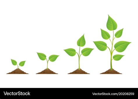 Plants Growing Icons Isolated On White Royalty Free Vector