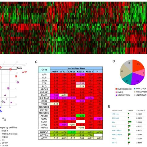 Dna Microarray Data Reveals Hepatocyte Like Differentiation Of