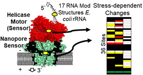 Direct Nanopore Sequencing For The 17 Rna Modification Types In 36