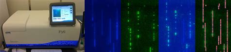 Bionano Optical Maps Help Solve The Mystery Of The Sex Chromosomes In