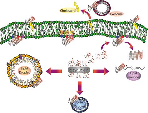 Frontiers Lipids At The Crossroad Of α Synuclein Function And