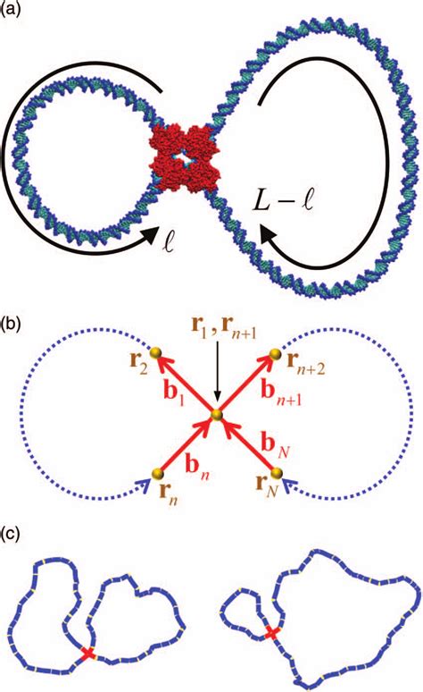 Dual Loop Synaptic Complex A Atomistic Model Of A Nucleoprotein