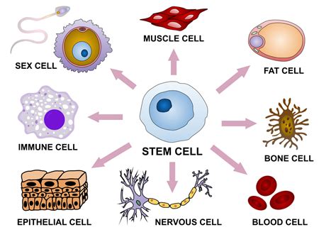 Stem Cell Differentiation Diagram