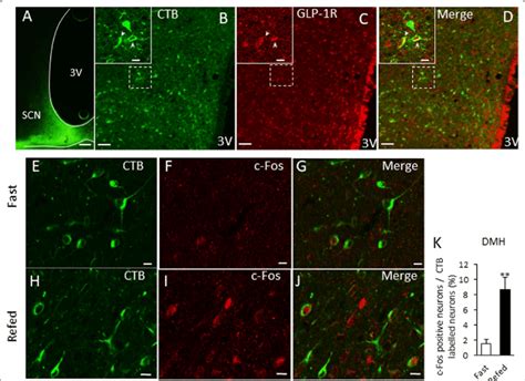 Scn Projecting Dmh Neurons With Glp 1r Expression Increase C Fos After