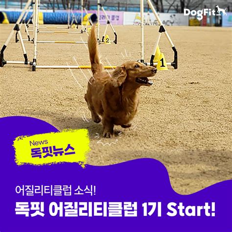독핏 어질리티 클럽 1기 소식