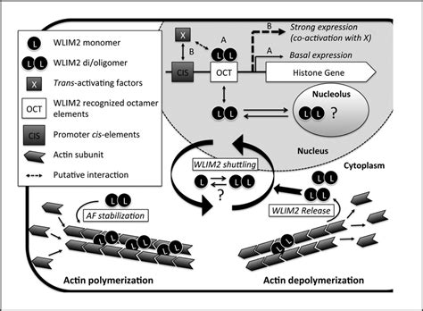 Model Of Ntwlim2 Functions And Cytoplasmic Nuclear Shuttling