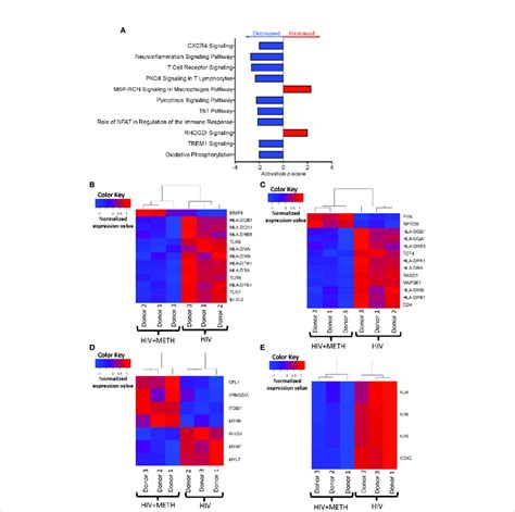 Hiv Infected Mature Monocytes Treated With Meth Have Decreased