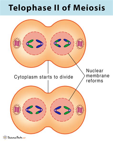 Meiosis Definition Stages And Purpose With Diagram