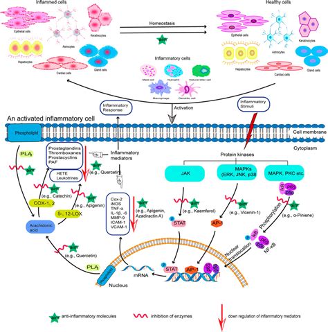 Frontiers Anti Inflammatory Medicinal Plants Of Bangladesh—a