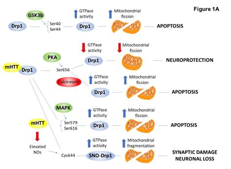 Ijms Free Full Text How Do Post Translational Modifications