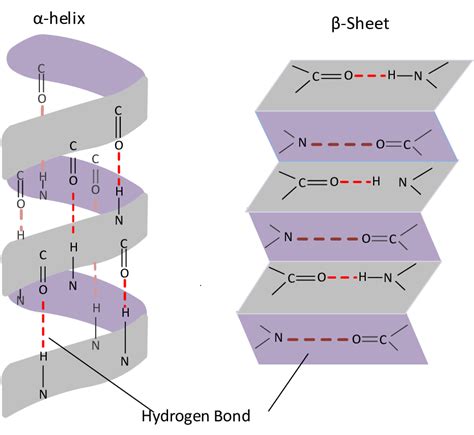 1 Secondary Structure Of Protein α Helix And β Pleated Sheet [118