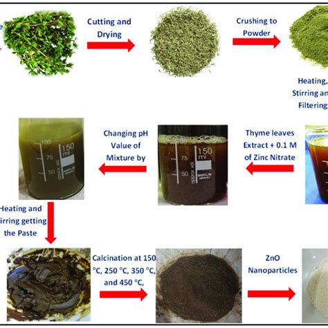 Schematic Representation Of Green Synthesis Process Of Zno Nps By Using