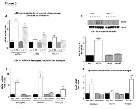 Transcriptional Regulation Of Apoe And Abca1 Expression By Lxr In